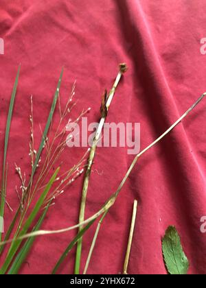 Torpedo grass (Panicum repens Stock Photo - Alamy