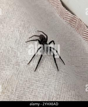 Tube-dwelling Spider (Segestria florentina Stock Photo - Alamy