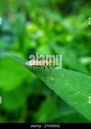 Red Bull Assassin Bug (Repipta taurus Stock Photo - Alamy