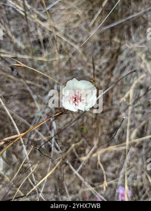 ruby chalice clarkia (Clarkia rubicunda Stock Photo - Alamy