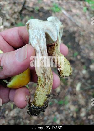 Grey Bolete (Retiboletus griseus Stock Photo - Alamy