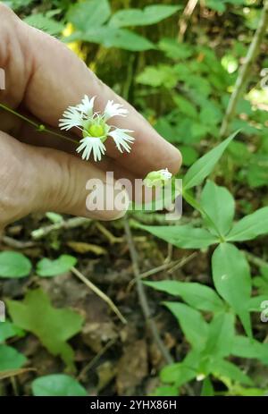 starry campion (Silene stellata Stock Photo - Alamy