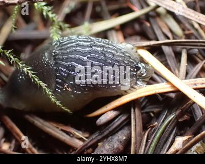Roundback Slugs and Allies (Arionoidea Stock Photo - Alamy