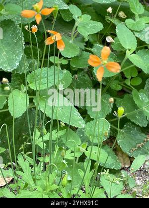 fire poppy (Papaver californicum Stock Photo - Alamy