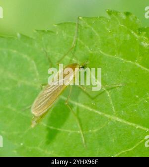 Phantom Midges (Chaoboridae Stock Photo - Alamy