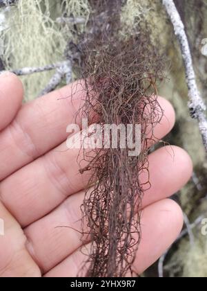 Horsehair Lichens (Bryoria Stock Photo - Alamy