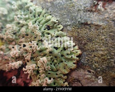 Tree Flute Lichen (Menegazzia subsimilis) Fungi Stock Photo - Alamy