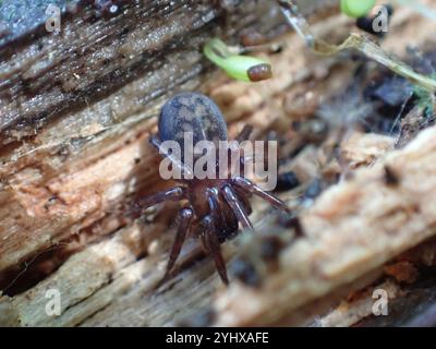 Soft Spiders (Cybaeidae Stock Photo - Alamy