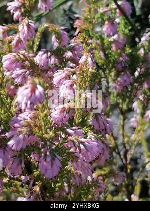 Lip Heath (Erica labialis Stock Photo - Alamy