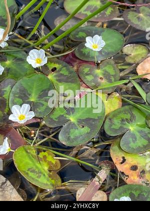 little floatingheart (Nymphoides cordata Stock Photo - Alamy