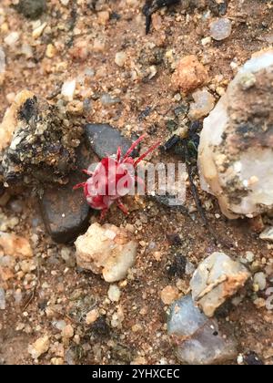 Giant Velvet Mites (Dinothrombium Stock Photo - Alamy