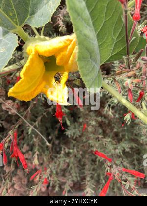 Pruinose Squash Bee (Peponapis pruinosa Stock Photo - Alamy