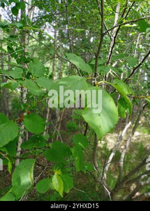 siberian alder (Alnus alnobetula fruticosa Stock Photo - Alamy