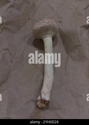 Pineapple Bolete (Boletellus ananas Stock Photo - Alamy
