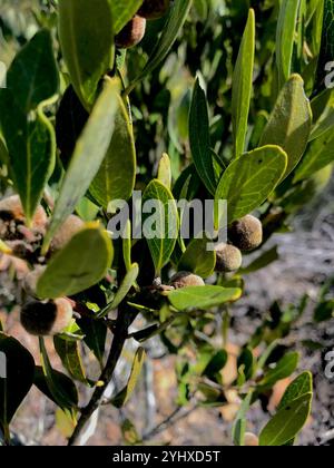 Baboon Guarri (Euclea polyandra Stock Photo - Alamy