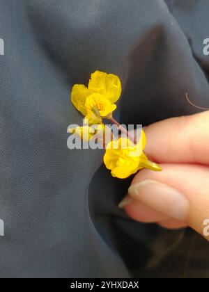 Yellow bladderwort (Utricularia × neglecta Stock Photo - Alamy