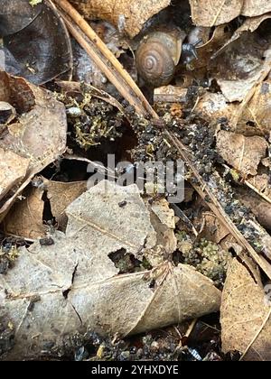 Rimose Fungus-farming Ant (Cyphomyrmex rimosus Stock Photo - Alamy