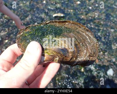 Wrinkled Rock Clam (Entodesma navicula Stock Photo - Alamy