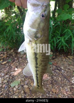 Alabama Bass (Micropterus henshalli Stock Photo - Alamy