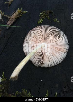 Pleated Pluteus (Pluteus longistriatus Stock Photo - Alamy