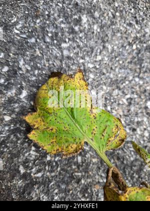 Tomato leaf spot Septoria lycopersici on a tomato leaflet Stock Photo ...