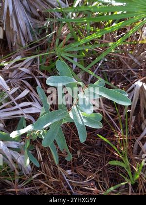 netted pawpaw (Asimina reticulata Stock Photo - Alamy
