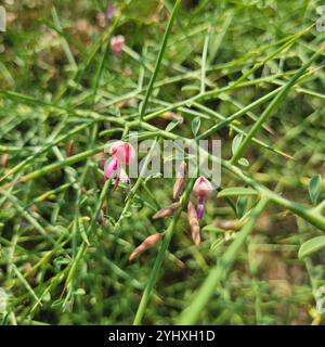 Camel's Thorn (Alhagi graecorum Stock Photo - Alamy