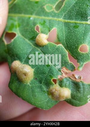 Oak Leaf Gall Midge (Polystepha pilulae Stock Photo - Alamy