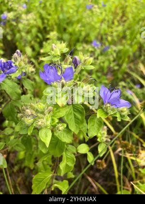 blue waterleaf (Hydrolea ovata Stock Photo - Alamy
