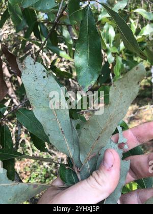 bluejack oak (Quercus incana Stock Photo - Alamy