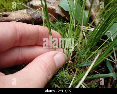Long-stolon Sedge (Carex inops Stock Photo - Alamy