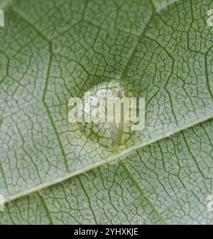 Grape Midge Galls (Vitisiella Stock Photo - Alamy