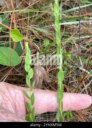 Eastern Silver Aster (Symphyotrichum concolor Stock Photo - Alamy