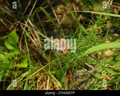 Northern Metalmark, Calephelis borealis Stock Photo - Alamy