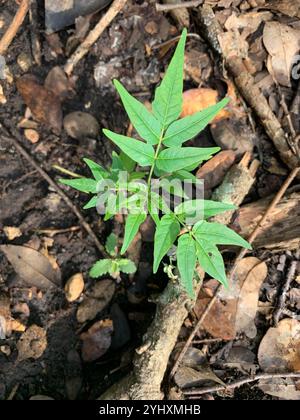 Arizona black walnut (Juglans major Stock Photo - Alamy