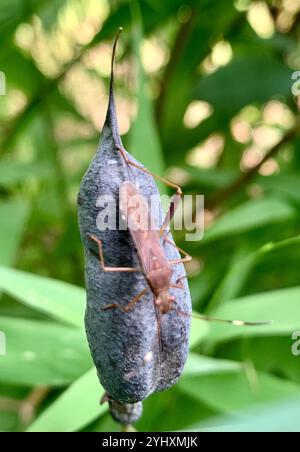 Lupine Bug (Megalotomus quinquespinosus Stock Photo - Alamy