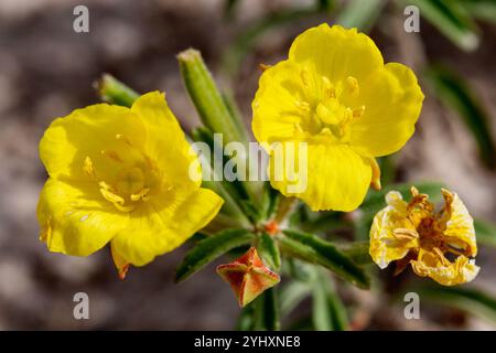 yellow sundrops (Oenothera serrulata Stock Photo - Alamy