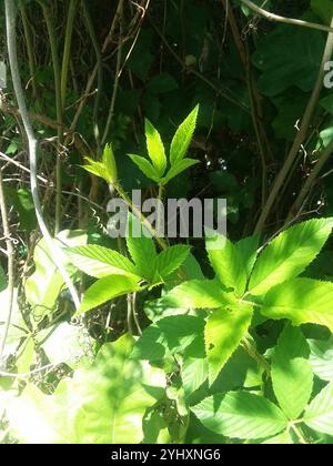 Pennsylvania Blackberry (Rubus pensilvanicus Stock Photo - Alamy