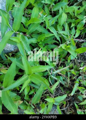 climbing dayflower (Commelina diffusa Stock Photo - Alamy
