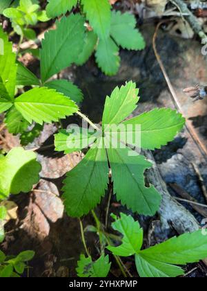 common cinquefoil (Potentilla simplex Stock Photo - Alamy