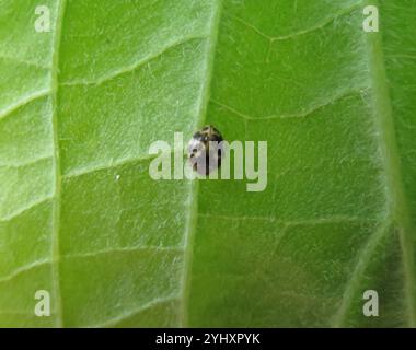 Twenty-spotted Lady Beetle (Psyllobora vigintimaculata Stock Photo - Alamy