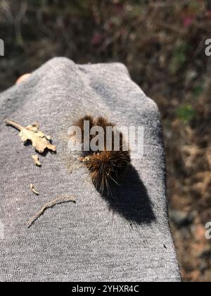 Edwards' Glassy-wing Moth (Pseudohemihyalea edwardsii Stock Photo - Alamy
