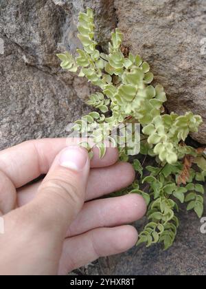 Brewer's cliffbrake (Pellaea breweri Stock Photo - Alamy