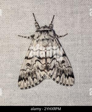 Western Panthea Moth (Panthea virginarius Stock Photo - Alamy