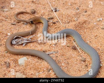 Central Whipsnake (Demansia cyanochasma Stock Photo - Alamy