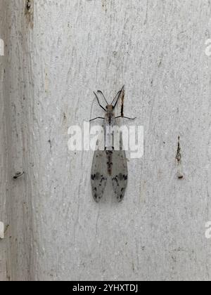 Eastern Spotted-winged Antlion (Dendroleon obsoletus Stock Photo - Alamy