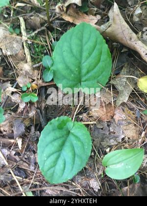 Round-leaved Violet (Viola rotundifolia Stock Photo - Alamy