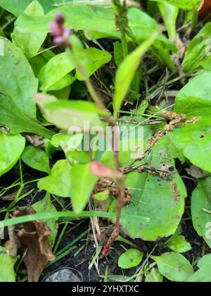 low smartweed (Persicaria longiseta Stock Photo - Alamy