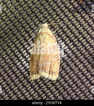 Red-edged Acleris Moth (Acleris albicomana Stock Photo - Alamy