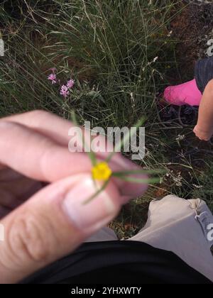 Chinchweed (Pectis papposa Stock Photo - Alamy
